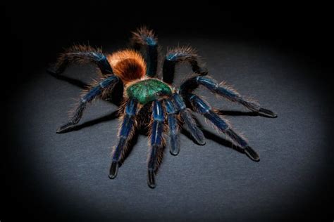Greenbottle Blue Tarantula Care Guide