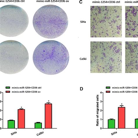 Cd36 Overexpression Rescued The Suppressive Effects Of Mir 1254 On