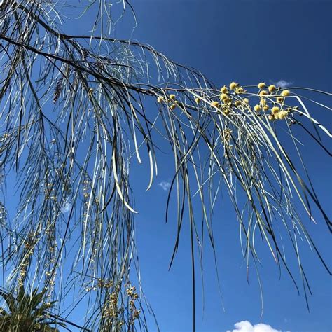 Plant Faqs Grammatophyllum Speciosum Tiger Orchid
