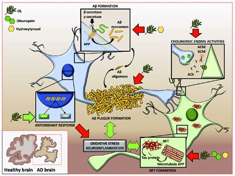 Modulatory Effect Of Olive Phytochemicals On Alzheimers Disease