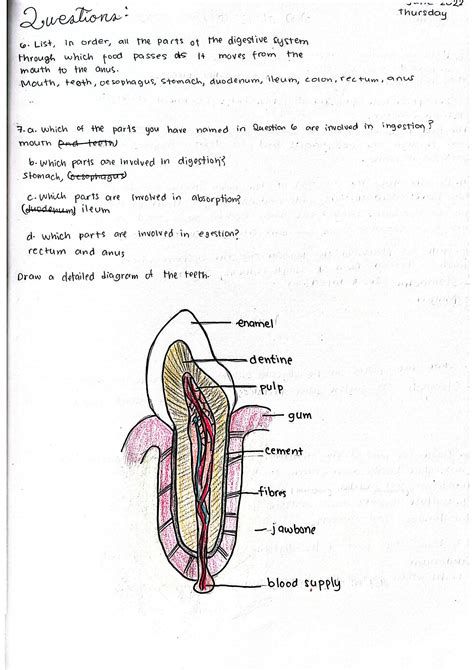 SOLUTION Igcse Biology Diagrams Studypool