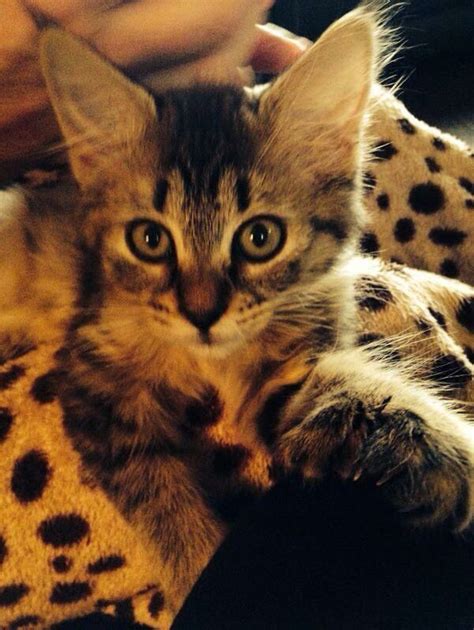 Pin By Chapaweedreams Pixie Bobs On Pixie Bob Kittens Pretty Cats