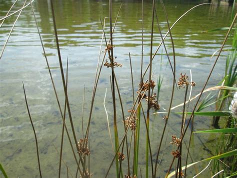 Juncus Effusus Identification Health Benefits Uses Invasive