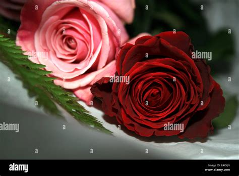 Details 48 Las Rosas Mas Bonitas Del Mundo Abzlocal Mx