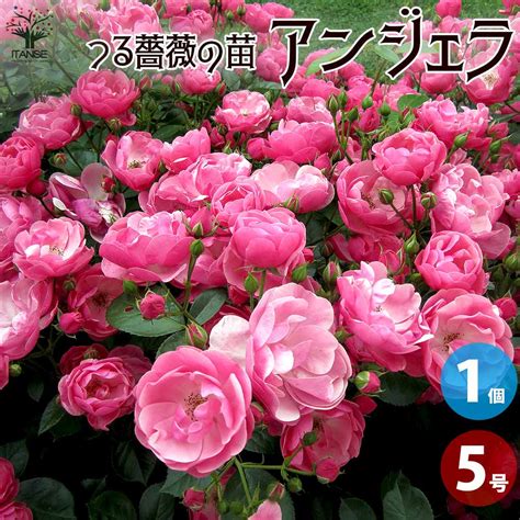 【楽天市場】【送料無料】四季咲き性つる薔薇 アンジェラ【花苗 5号角鉢新苗／1個売り】花 花苗 バラ 薔薇 ばら 薔薇苗 バラ苗 ノイバラ