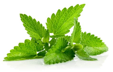 La Menta Una Planta Aromática Con Numerosos Beneficios