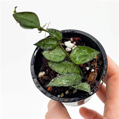 Hoya Krohniana Black Rare Indoor Plant Shop Australia