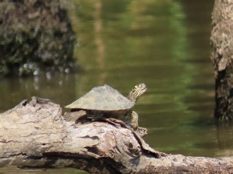 Sabine Map Turtle Brad Gloriosos Personal Website Amphibians And Reptiles Of Louisiana