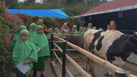 Kunjungan Wisata Keju Lasi Berita Tvri Stasiun Sumatera Barat