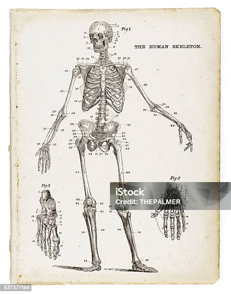 The Human Skeleton Engraving 1875向量圖形及更多人類頭骨圖片 人類頭骨 人類骨架 人體構造 Istock