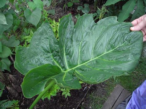 Gorgonidium Intermedium