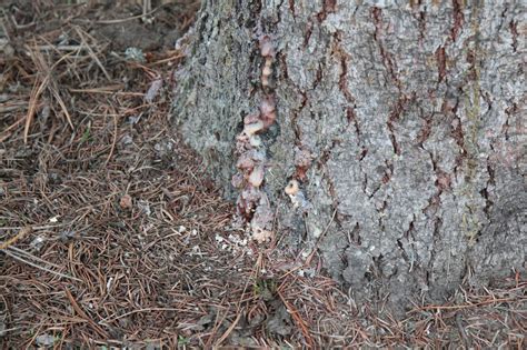 Dendroctonus Micans Great Spruce Bark Beetle