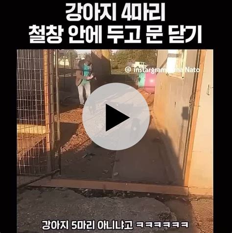 강아지 4마리 철장 안에 두고 문 닫기 유머 움짤 이슈 에펨코리아