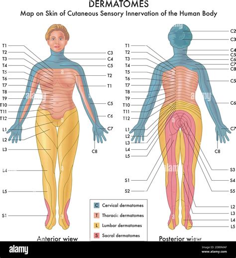 Lumbar Dermatome Distribution