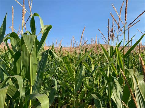 Usda Grain Report Show Large Stock Numbers Nationwide