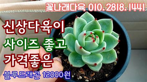 신상다육이 블루드래곤 가격대비 최고 사이즈 And 레드환타지아 묵둥이 너무 예뻐요 꽃나래다육 01028181441유료광고