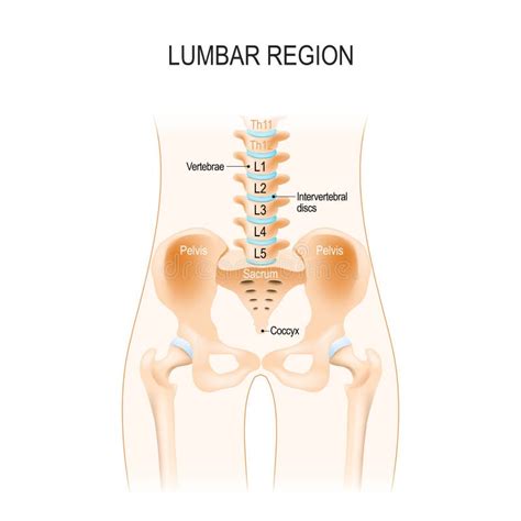 Lumbar Region Human Anatomy Stock Vector Illustration Of Abdominal