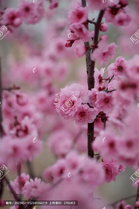 盛开的美人梅 花卉 植物花草 摄影素材 汇图网www huitu
