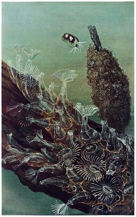 Tentacle Garden Photo