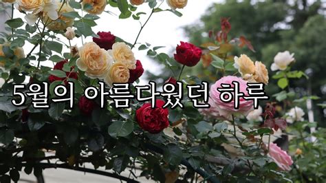 아름다웠던 틈새정원의 하루 향기가 진동했던 장미정원의 그날을 기록해요 Youtube