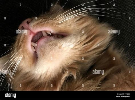 Red Maine Coon Cat Chilling Around The House Stock Photo Alamy