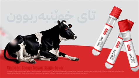 لە عێراق 14 حاڵەتی تووشبوون بە تای خوێنبەربوون ڕاگەیێنرا Ava News