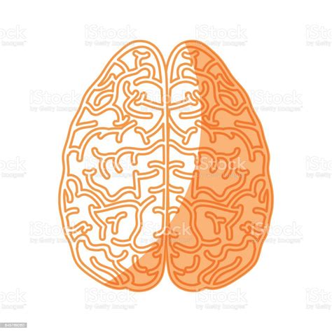 인간의 뇌 기호까지 감각 지각에 대한 스톡 벡터 아트 및 기타 이미지 감각 지각 개념 과학 Istock