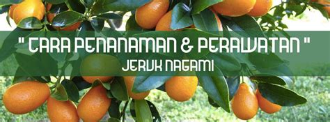 Cara Penanaman Dan Perawatan Jeruk Nagami