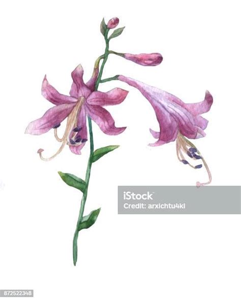 보라색 Hosta 꽃 흰색 절연의 분기입니다 Hosta Ventricosa Asparagaceae 가족입니다 손으로 그린 수채화