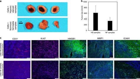 Effect Of Necrosis On The Expression Of Cd31 Ki 67 And Other