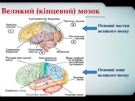 Презентація Будова та функції головного мозку Презентація Медицина