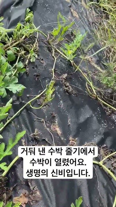 버린 수박 줄기애서 수박이 달렸어요 생명은 놀랍습니다 Youtube