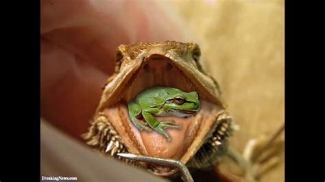 What Eats Frog Heads At Keith Garcia Blog