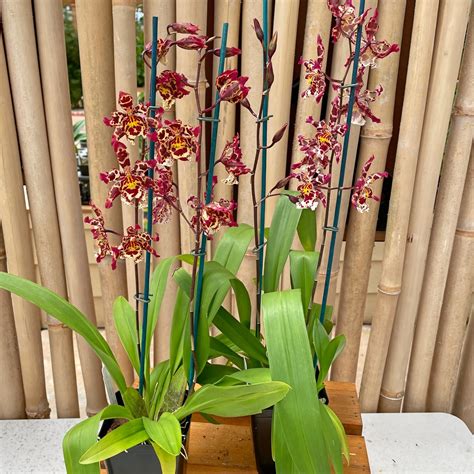 Wils Eye Candy Pinkie 4 Pot Akatsuka Orchid Gardens