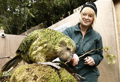 Sirocco The Famous Kakapo Cant Believe How Big He Is Flightless
