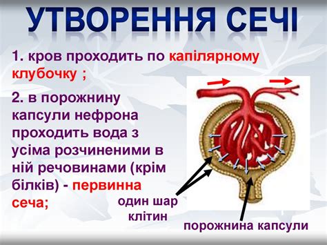 Видільна система презентация онлайн