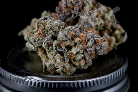 Macmosa Mimosa X Mac Stomper Floral Citrus And Cream Soda Provides A