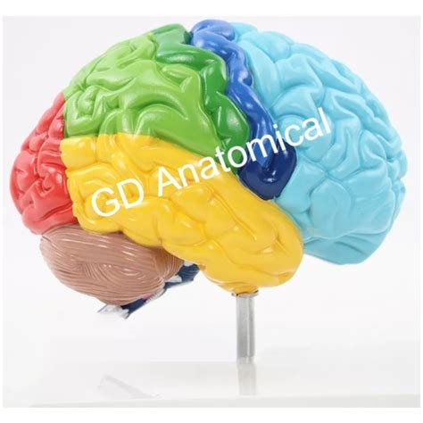 Human Brain Life Size Color Coded Model