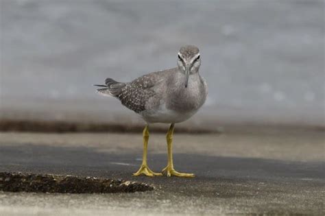 満潮時 キアシシギR5 9 791種目の29 鳥に魅せられて