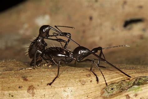 Even Educated Weevils Do It Insect Week