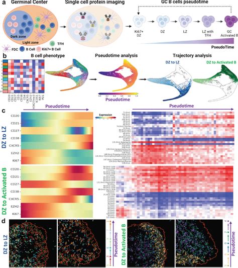 Single Cell Spatial Metabolomics With Cell Type Specific Protein