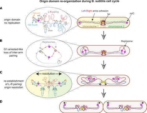 Condensin And Replication Mediated Bacterial Chromosome Folding And
