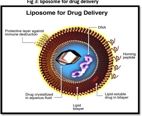 Figure 3 From In Vitro Formulation And Evaluation Of Cefixime Liposome Formulation Semantic
