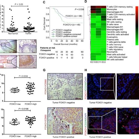 M2 Macrophages Promoted Tumor Cell Proliferation And Migration Via The