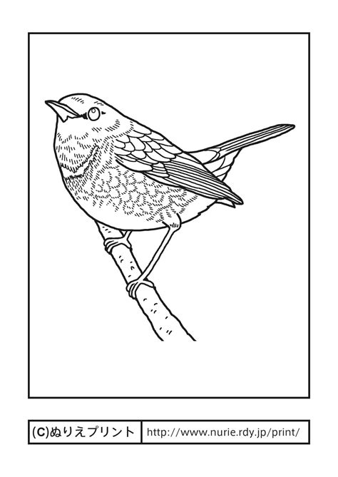 コマドリ駒鳥 主線黒 奈良県の鳥 無料塗り絵 都道府県ぬりえプリント 塗り絵 無料 塗り絵 ぬり絵