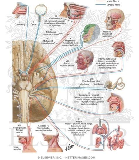 cranial nerves netter medical illustrations brain anatomy cranial