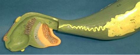 Lab Practical 2 Animalia Ii Snail Digestive System Diagram Quizlet