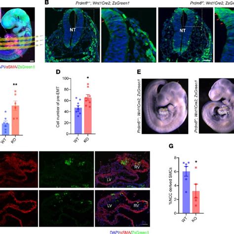 Single Cell Rna Seq Of The Cardiac Neural Crest Region Of The Embryo Download Scientific