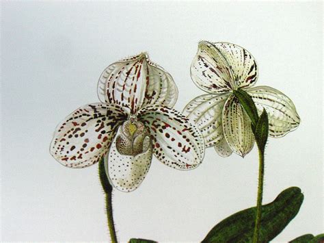 Botanical Orchid Print Vintage Orchid By Goodlookinvintage On Etsy
