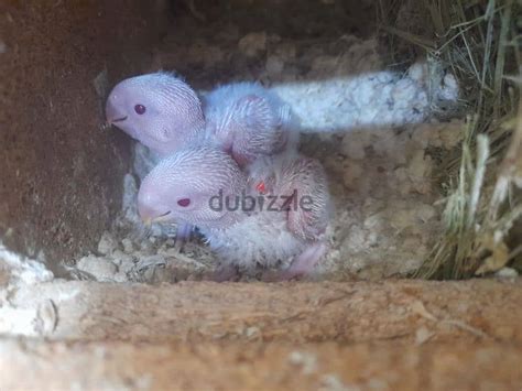 Albino Babe For Sale Birds 105275779
